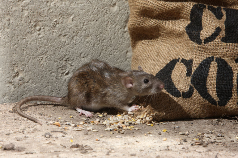 California Rodent Tales: Norway and Roof Rats - Payne Pest | Pest ...