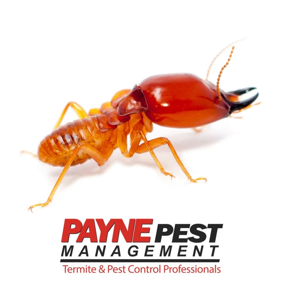 Do Termite Treatments Pose A Health Threat? - Payne Pest | Pest ...