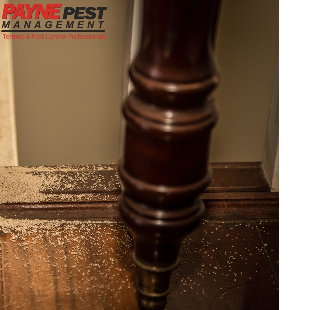 The Different Types of Termites in California - Payne Pest | Pest ...