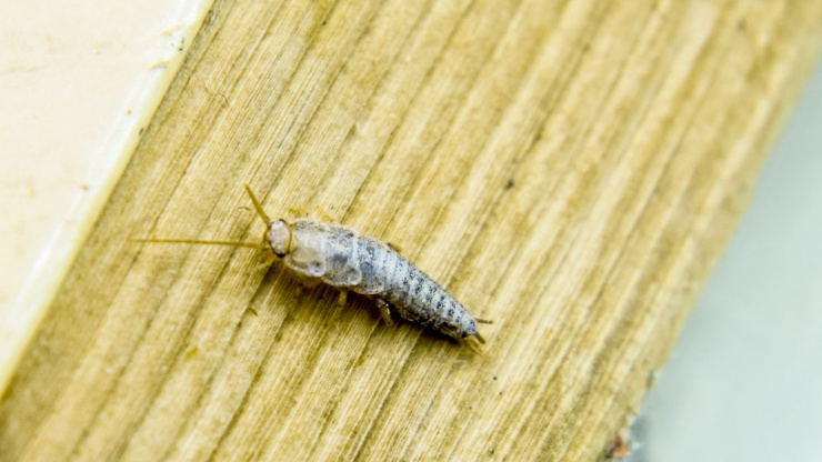 What Attracts Silverfish: A Comprehensive Guide - Payne Pest | Pest ...