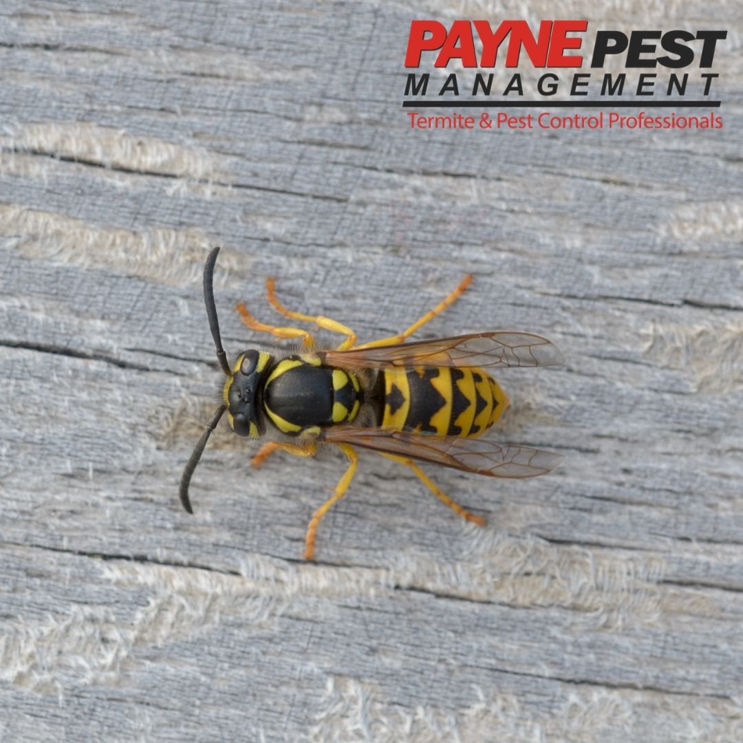 Wasp Control Experts Murrieta, Fallbrook, Escondido