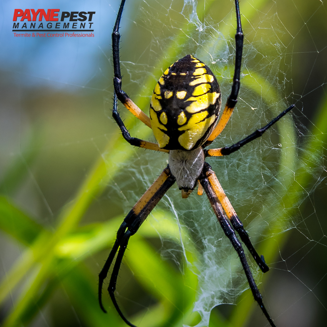 Spider Anatomy | Spider Control Experts