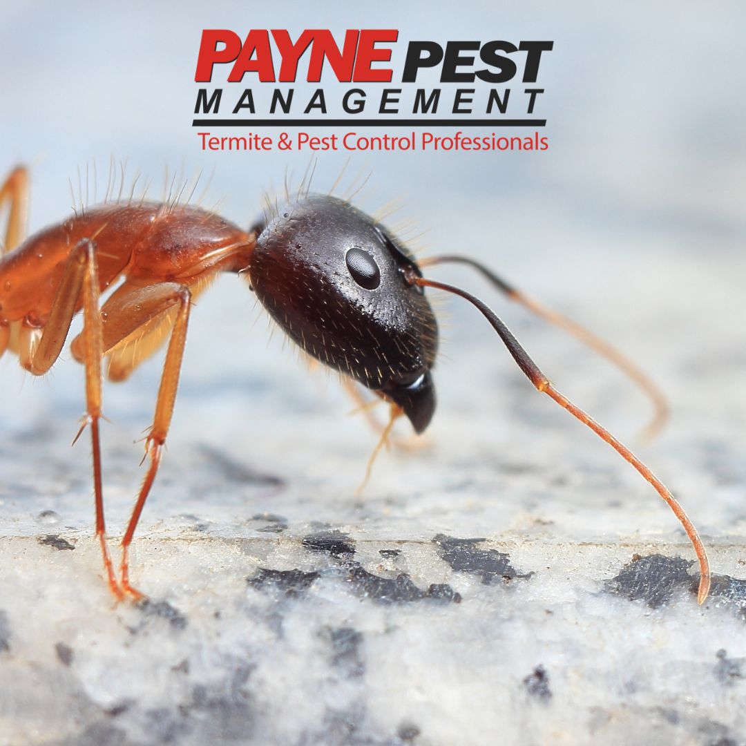 The Ant-omical Adventures: A Deep Dive into Ant Species in Southern ...
